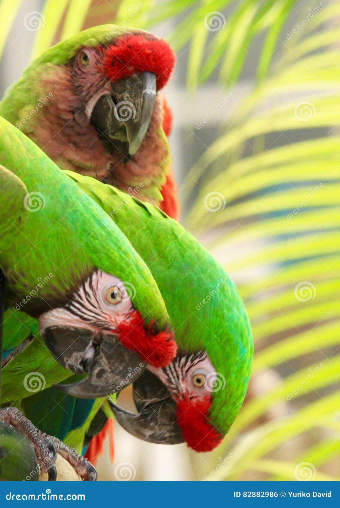 Red-crowned Macaw, Exotic, Bird, Amazon Parrot, Species Stock Photo ...