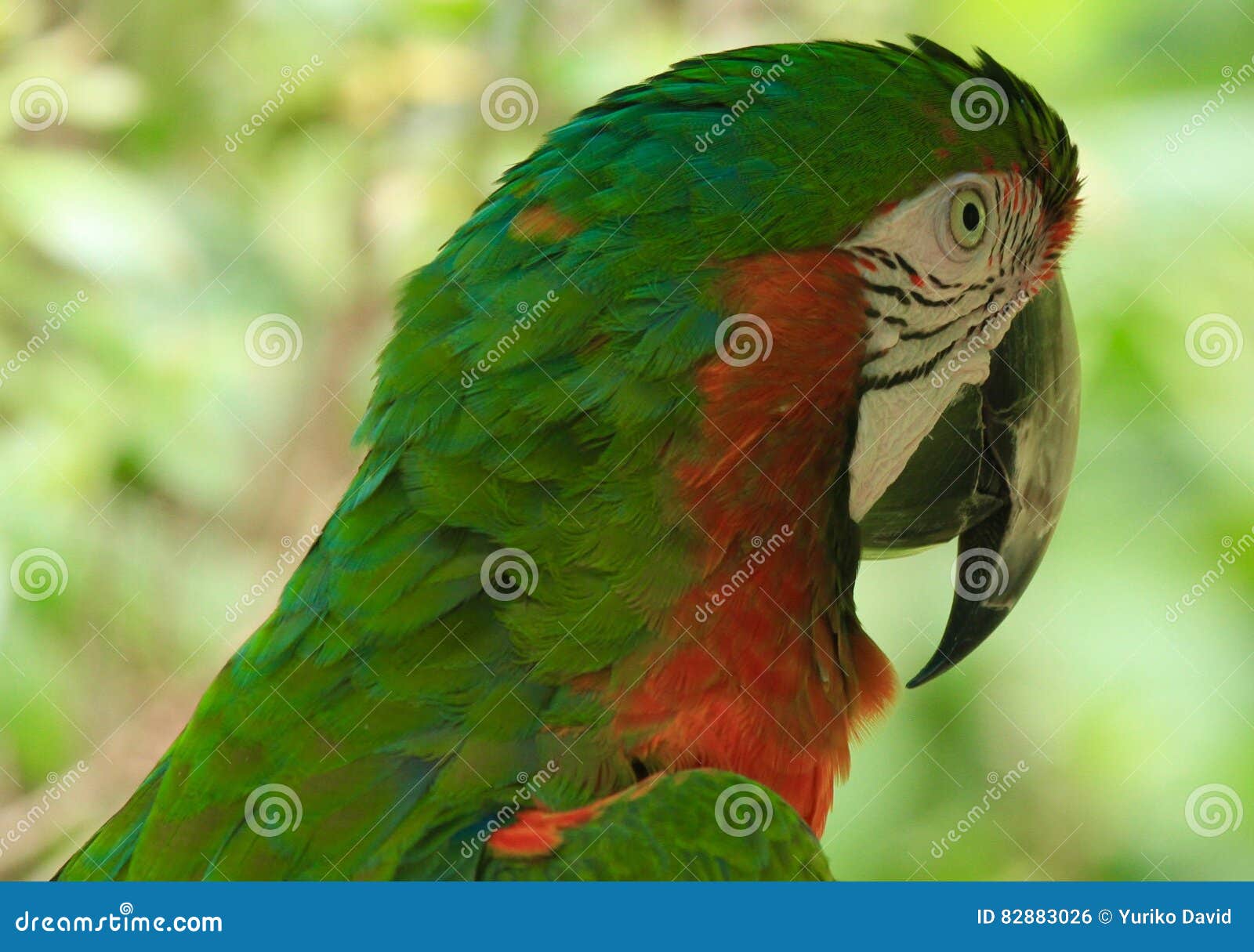 Red-crowned Macaw, Exotic, Bird, Amazon Parrot, Species Stock Photo ...