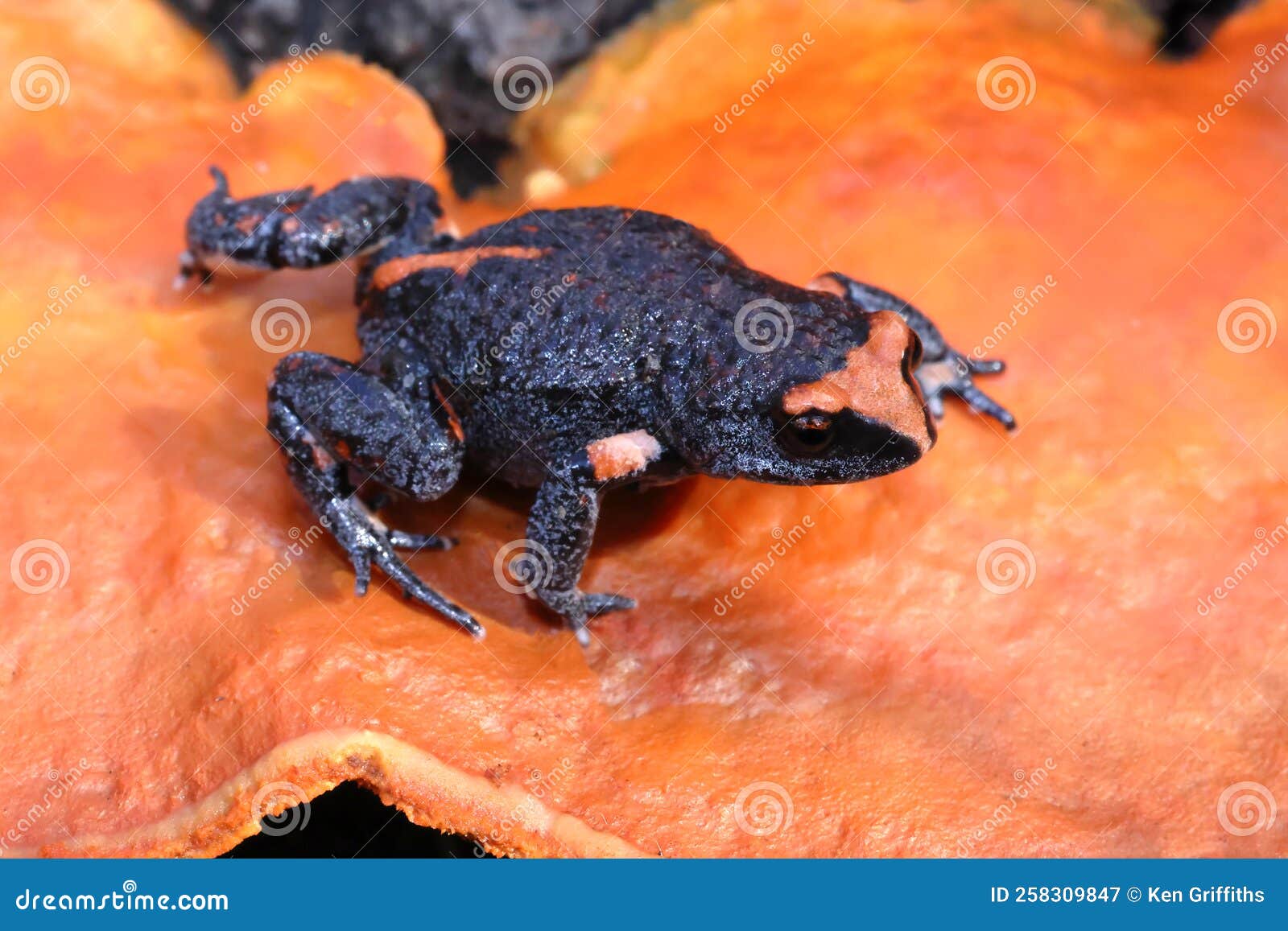 Red-crowned Toadle stock image. Image of nature, australia - 258309847