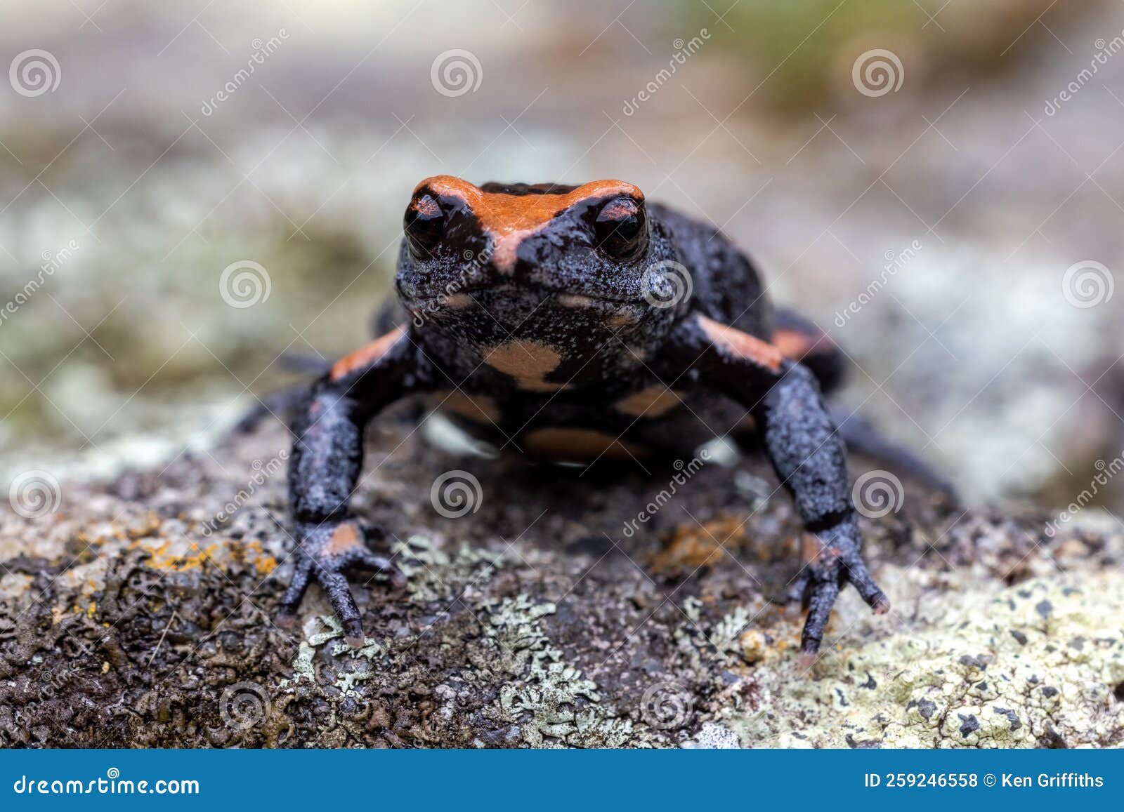 Red-crowned Toadlet stock photo. Image of close, orange - 259246558