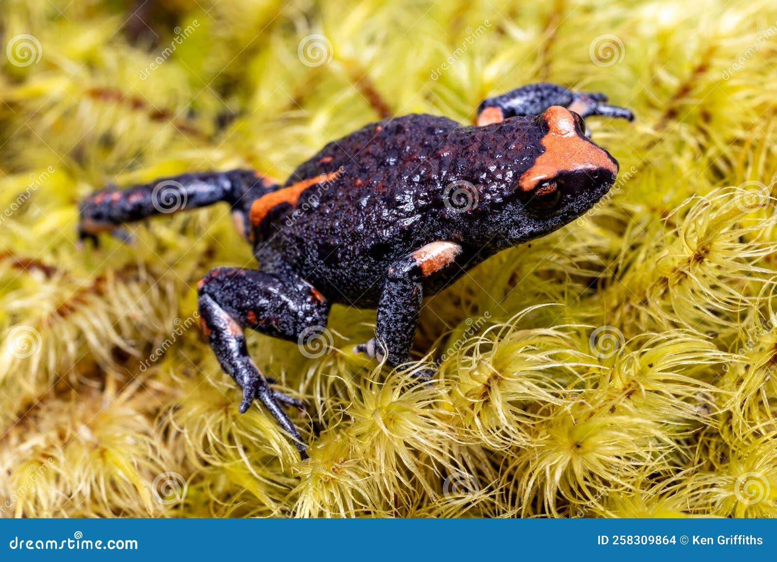 Red-crowned Toadlet stock photo. Image of wildlife, crowned - 258309864