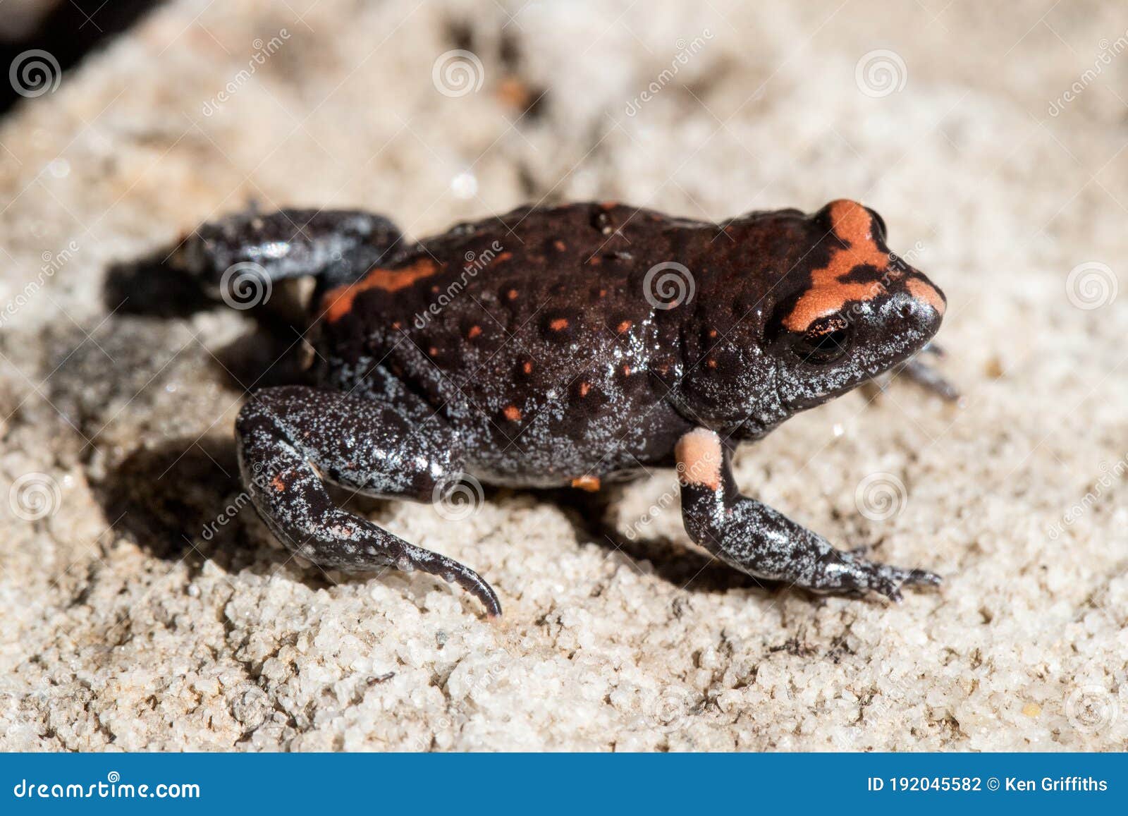 Red-crowned Toadlet stock photo. Image of toadlet, small - 192045582