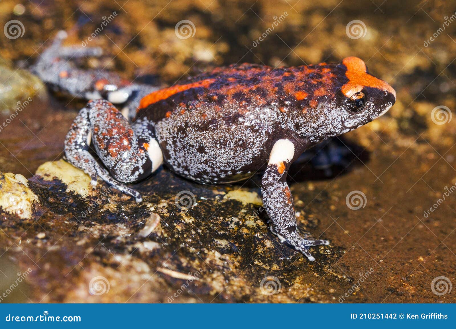 Red-crowned Toadlet stock photo. Image of redcrowned - 210251442