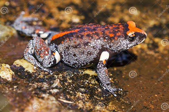 Red-crowned Toadlet stock photo. Image of redcrowned - 210251442