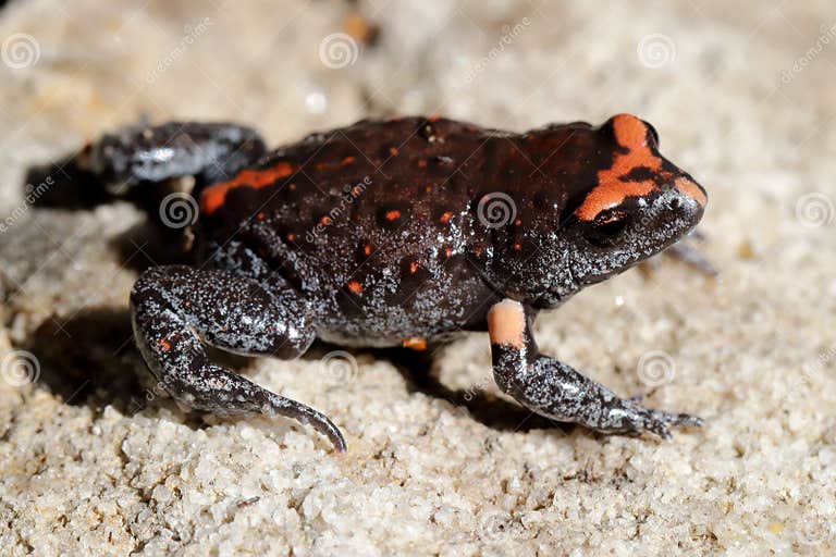 Red-crowned Toadlet stock image. Image of crowned, small - 209638515