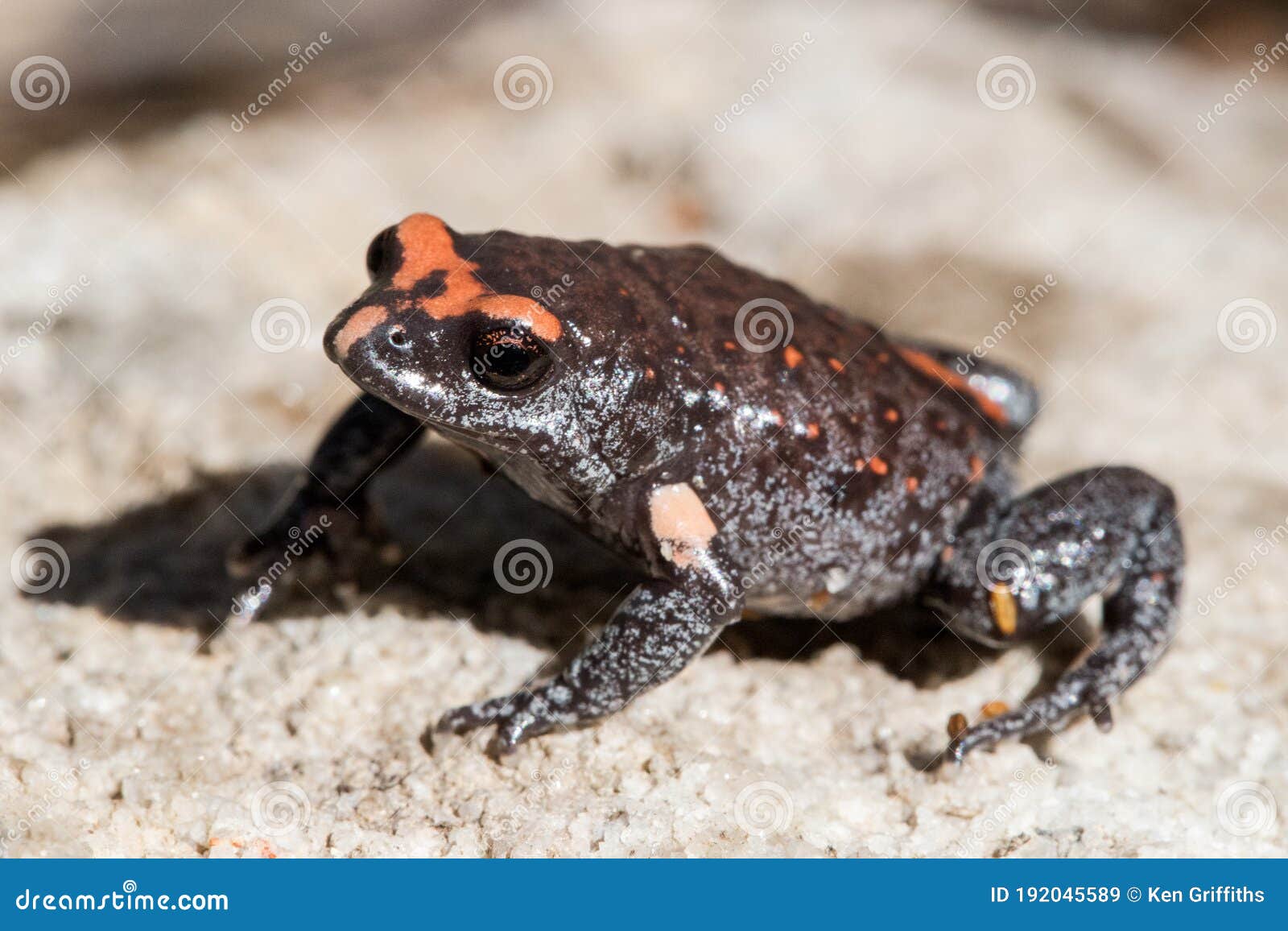 Red-crowned Toadlet stock image. Image of sandstone - 192045589