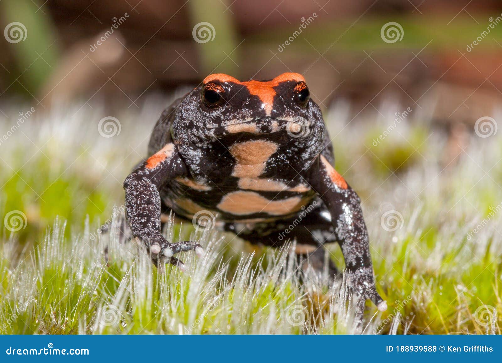 Red-crowned Toadlet stock photo. Image of redcrowned - 188939588