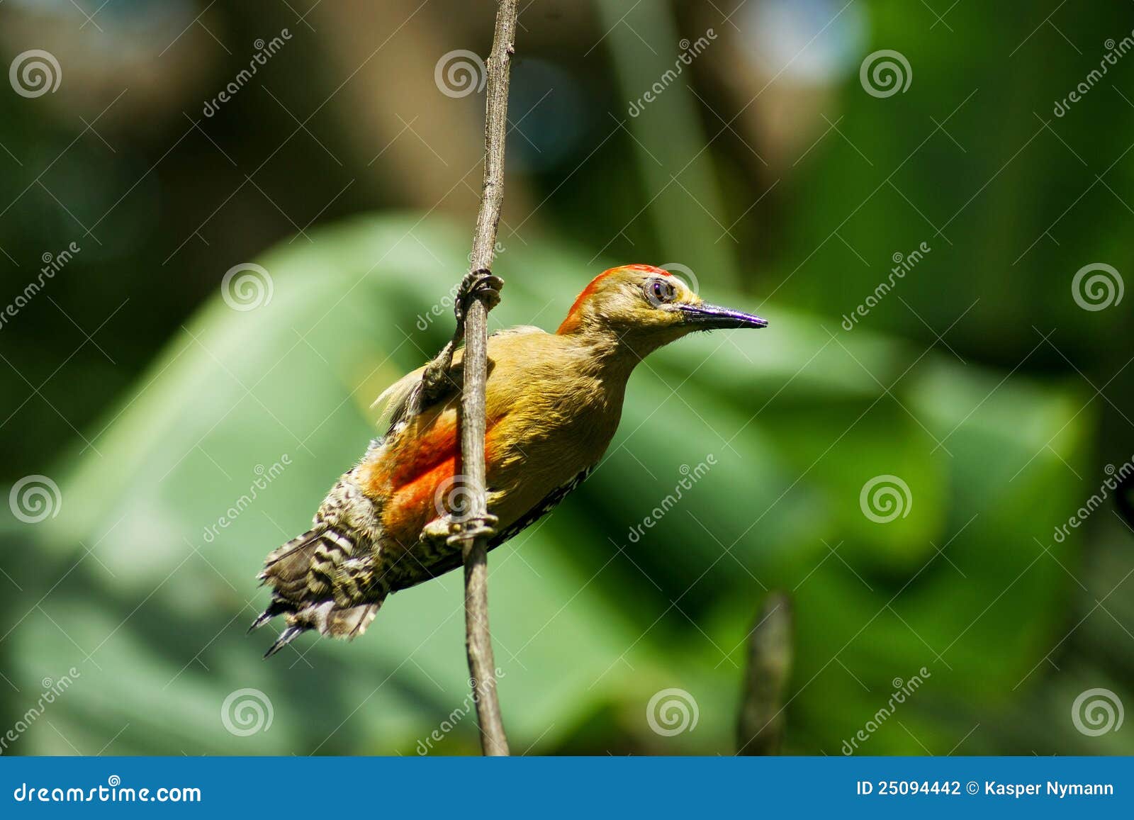Red-crowned Woodpecker On Dry Bamboo Royalty-Free Stock Photography ...