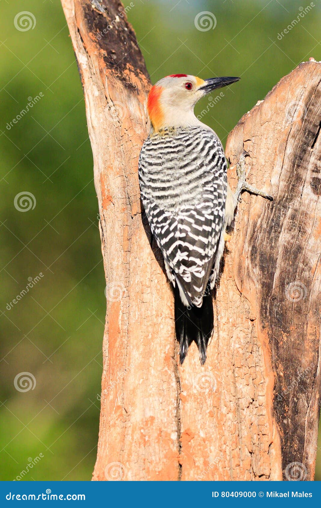 Red crowned woodpecker stock photo. Image of pretty, bird - 80409000