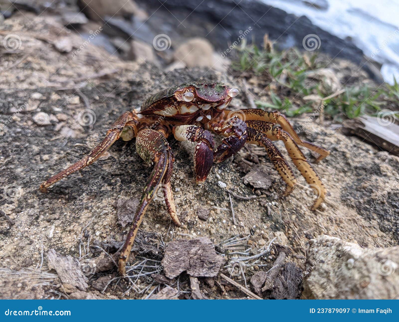 Red crusty sea crab stock image. Image of pest, weevil - 237879097