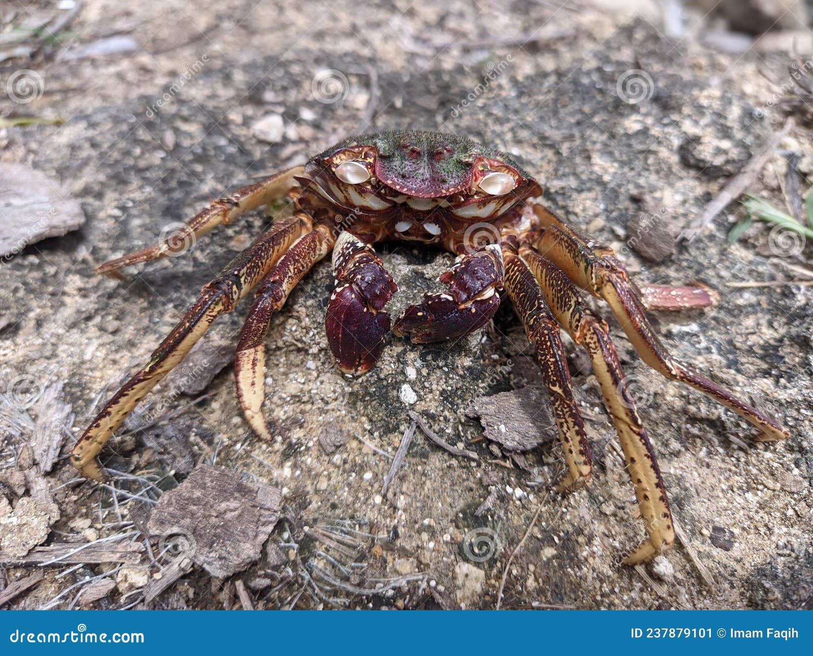 Red crusty sea crab stock image. Image of weevil, arthropod - 237879101