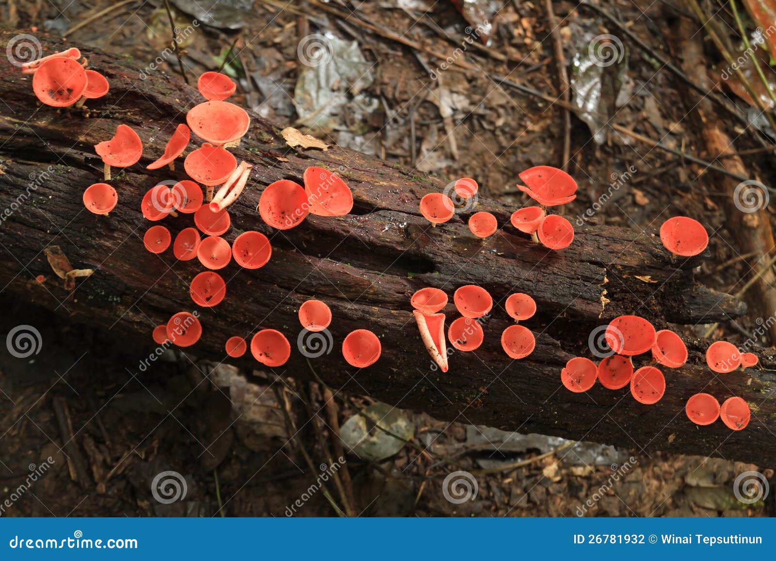 Red cup fungi stock photo. Image of fungus, khaoyai, macro - 26781932