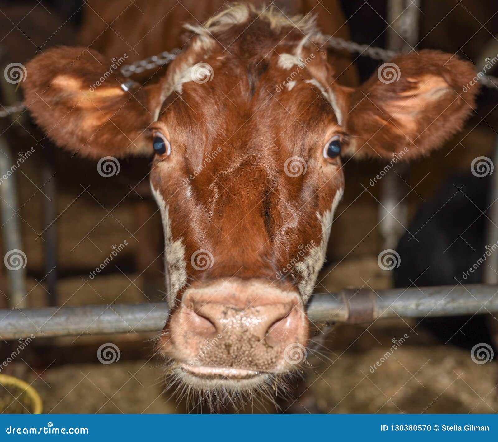 Red cow stock photo. Image of cute, agriculture, livestock - 130380570