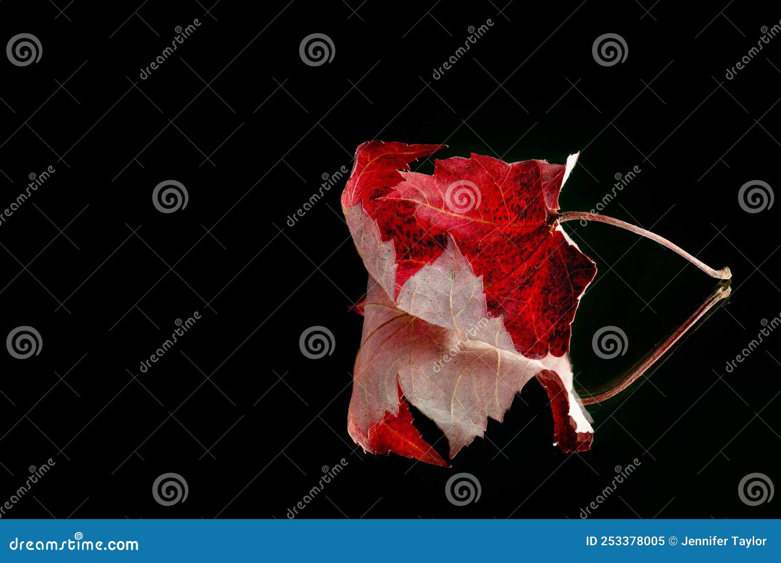 Red Curled Maple Leaf with Reflection on Black Background Stock Image ...