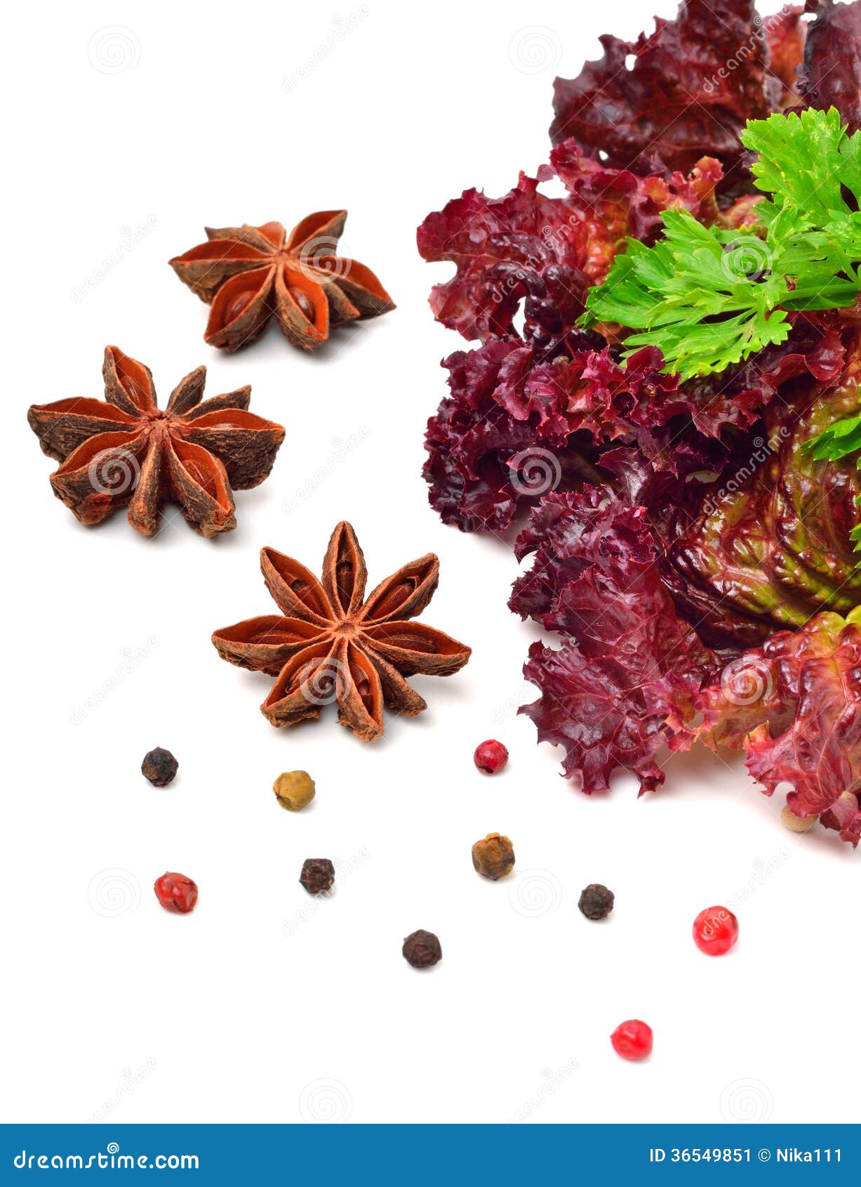 Red Curly Lettuce, Parsley and Anisetree Stock Image - Image of color ...