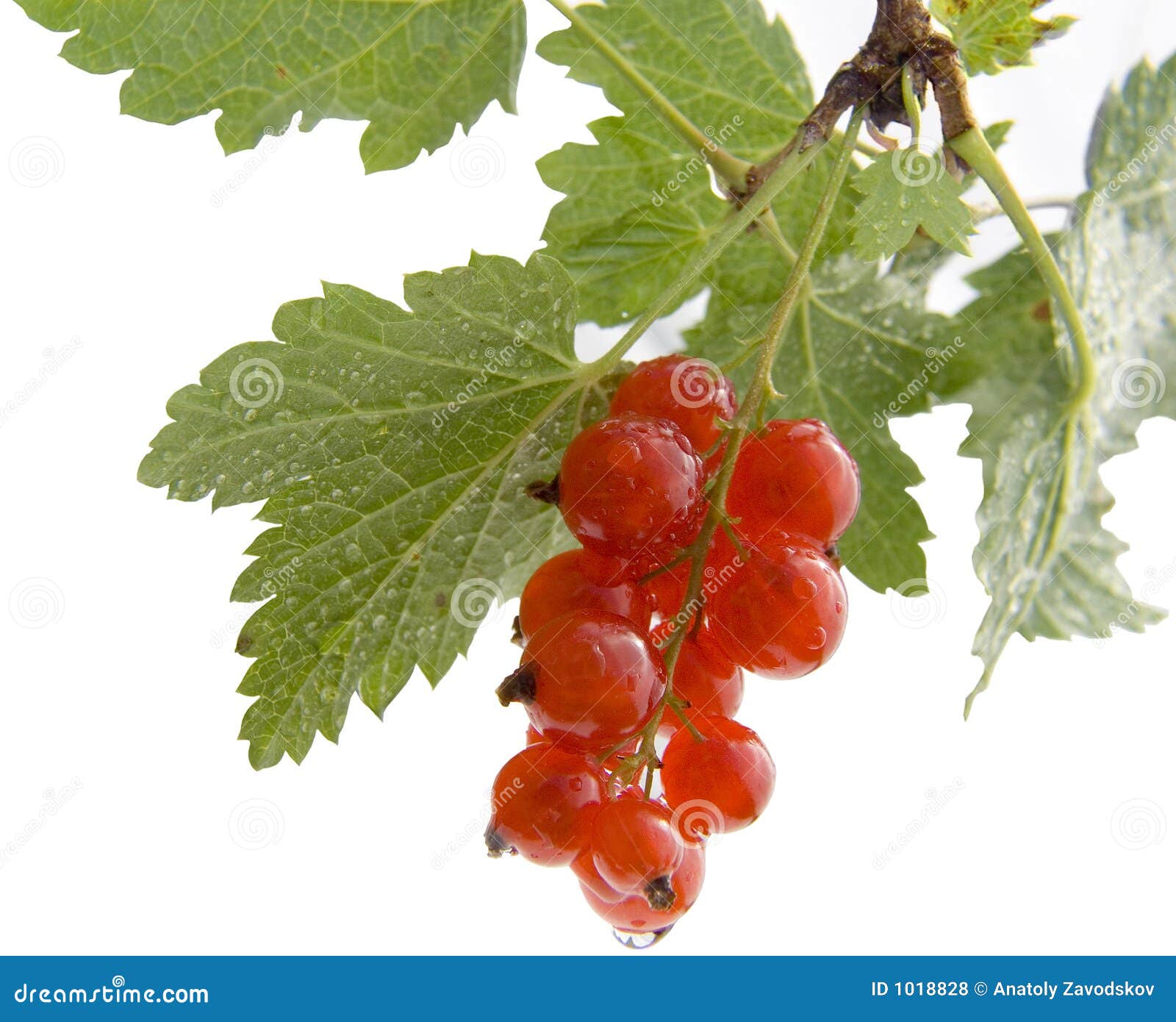 Red currant stock photo. Image of nature, currant, health - 1018828