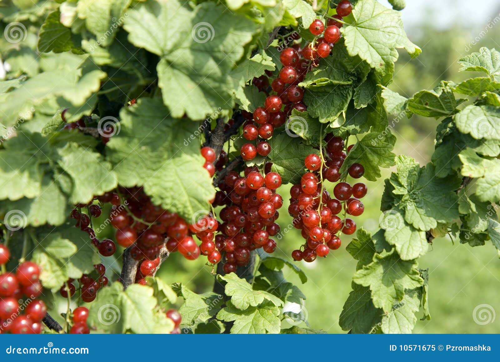 Red currant stock image. Image of garden, currant, bush - 10571675