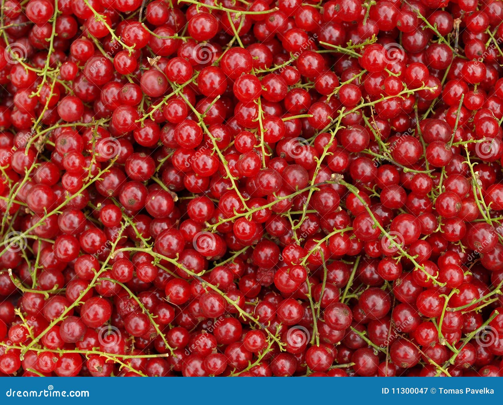 Red currant stock image. Image of currant, vitamin, crude - 11300047