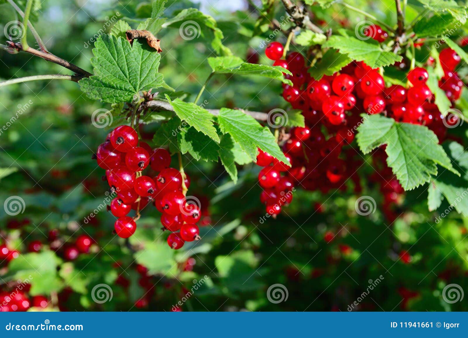 Red currant stock image. Image of agriculture, stem, macro - 11941661