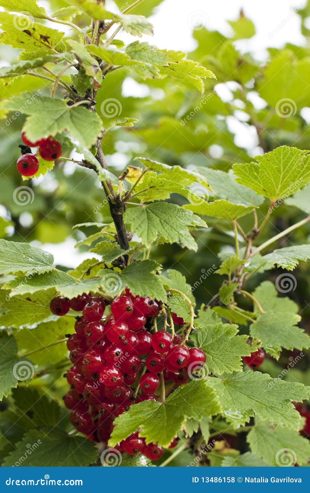 Red currant stock photo. Image of natural, stem, currant - 13486158
