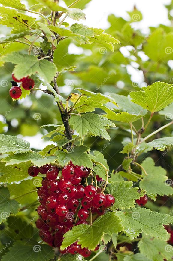 Red currant stock photo. Image of natural, stem, currant - 13486158