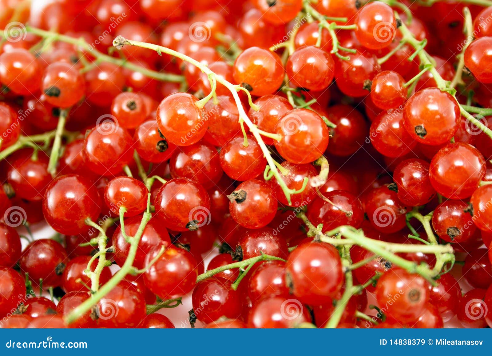 Red currant stock image. Image of fresh, agriculture - 14838379