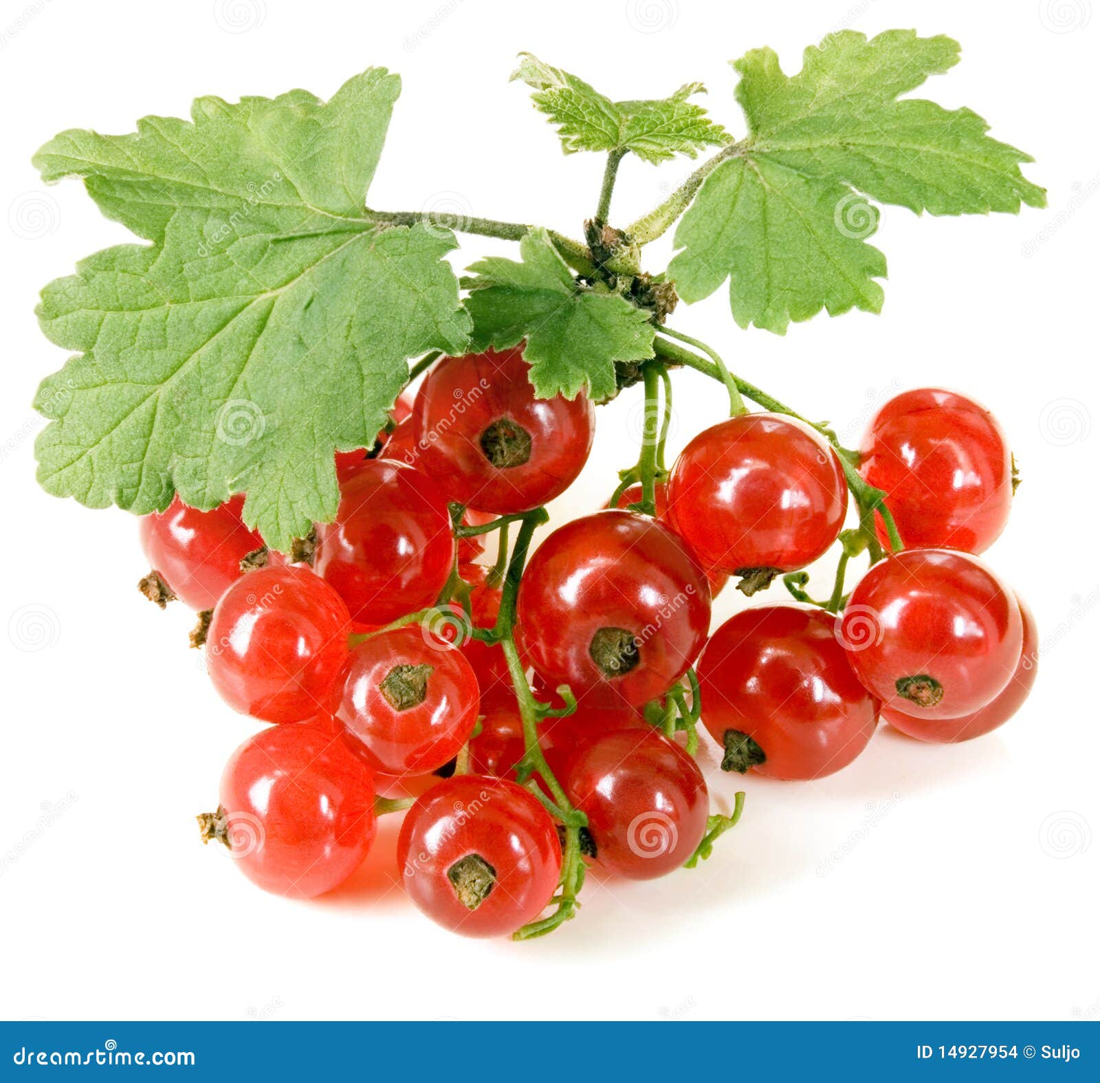 Red currant stock photo. Image of fruity, berry, heap - 14927954