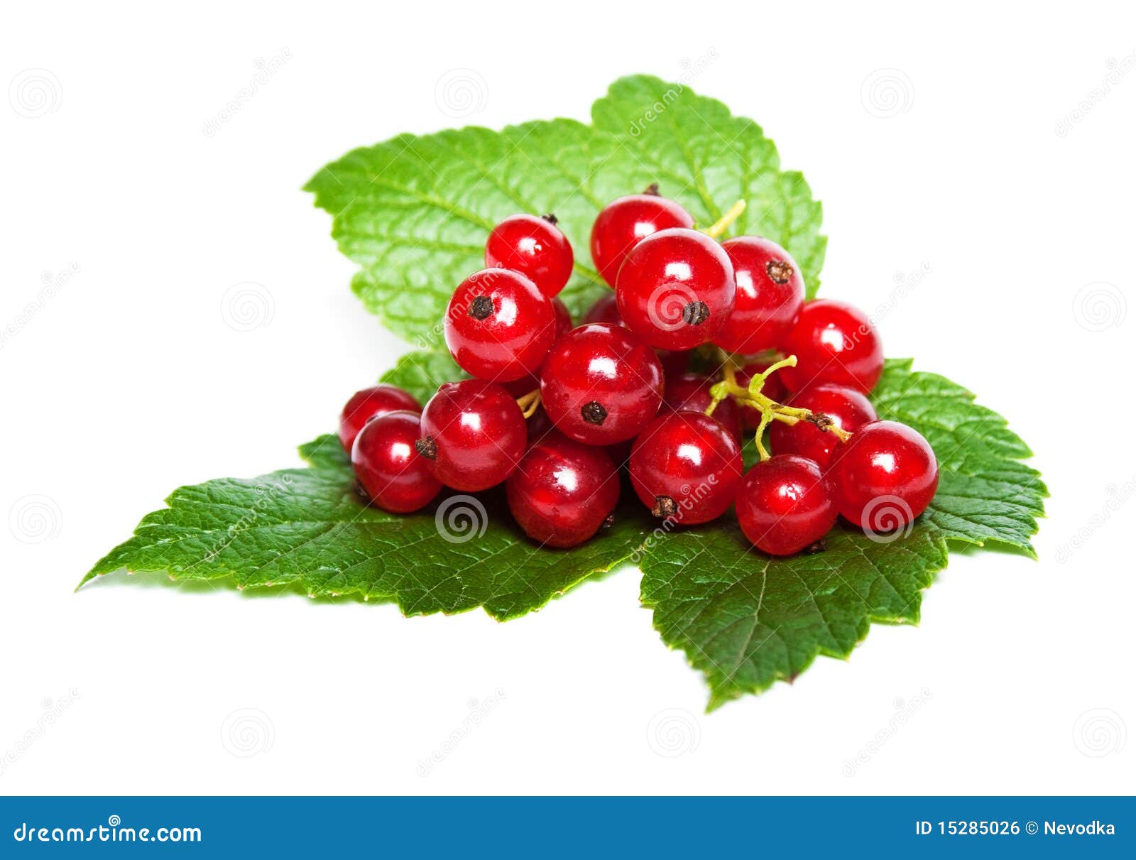 Red currant stock photo. Image of foliage, color, acid - 15285026