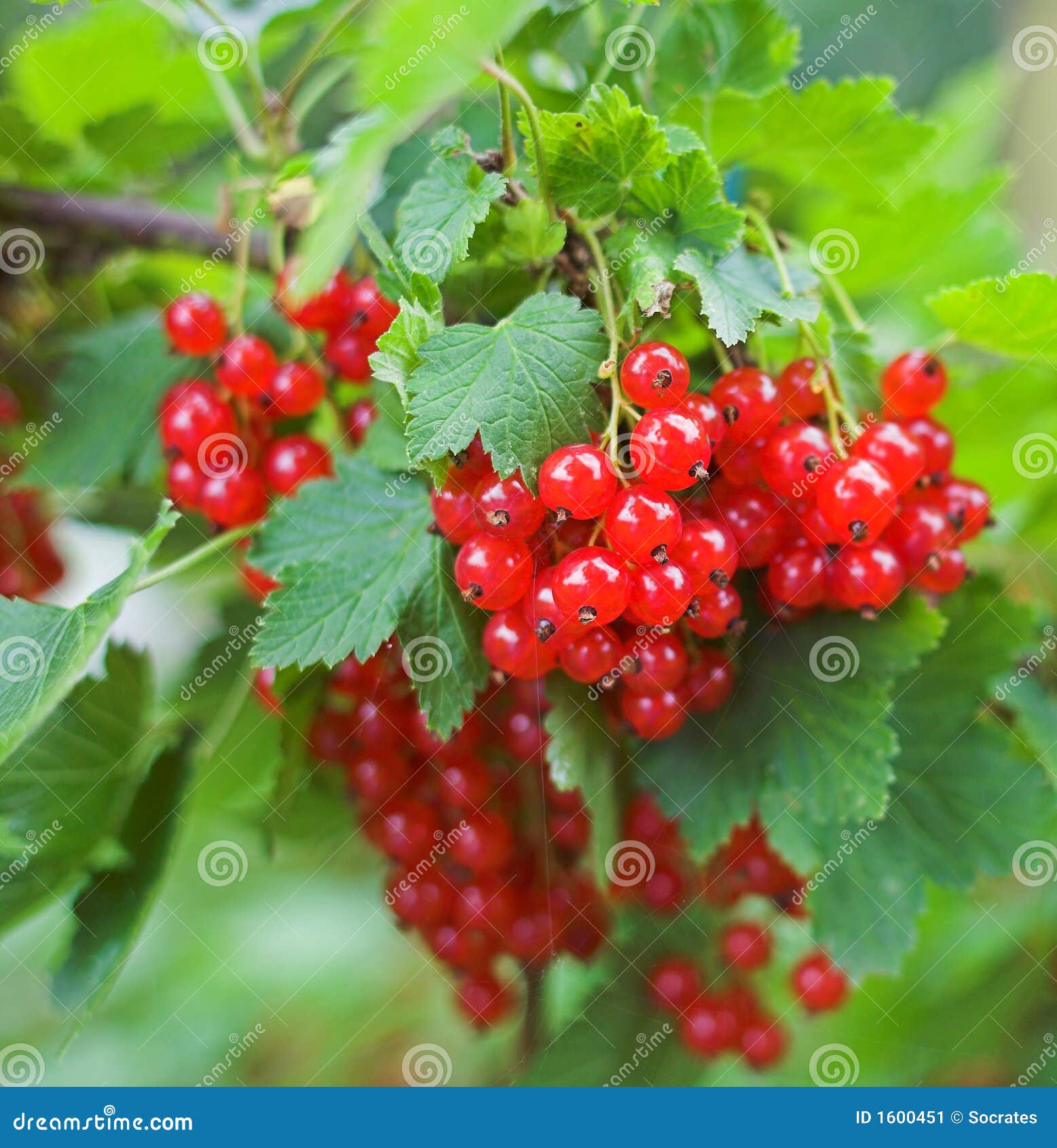 Red currant stock image. Image of currant, jelly, ingredient - 1600451