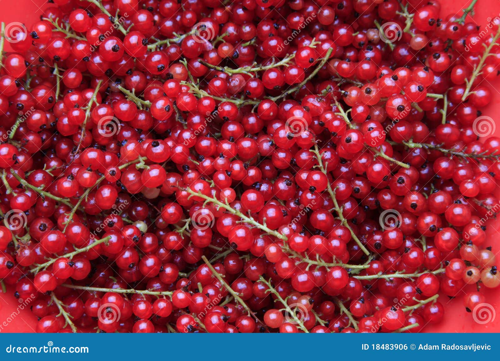 Red currant stock photo. Image of ingredients, food, fruit - 18483906
