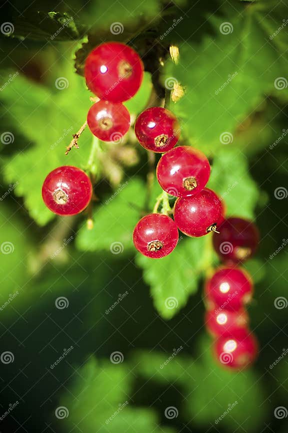 Red currant stock photo. Image of agriculture, macro - 20471946