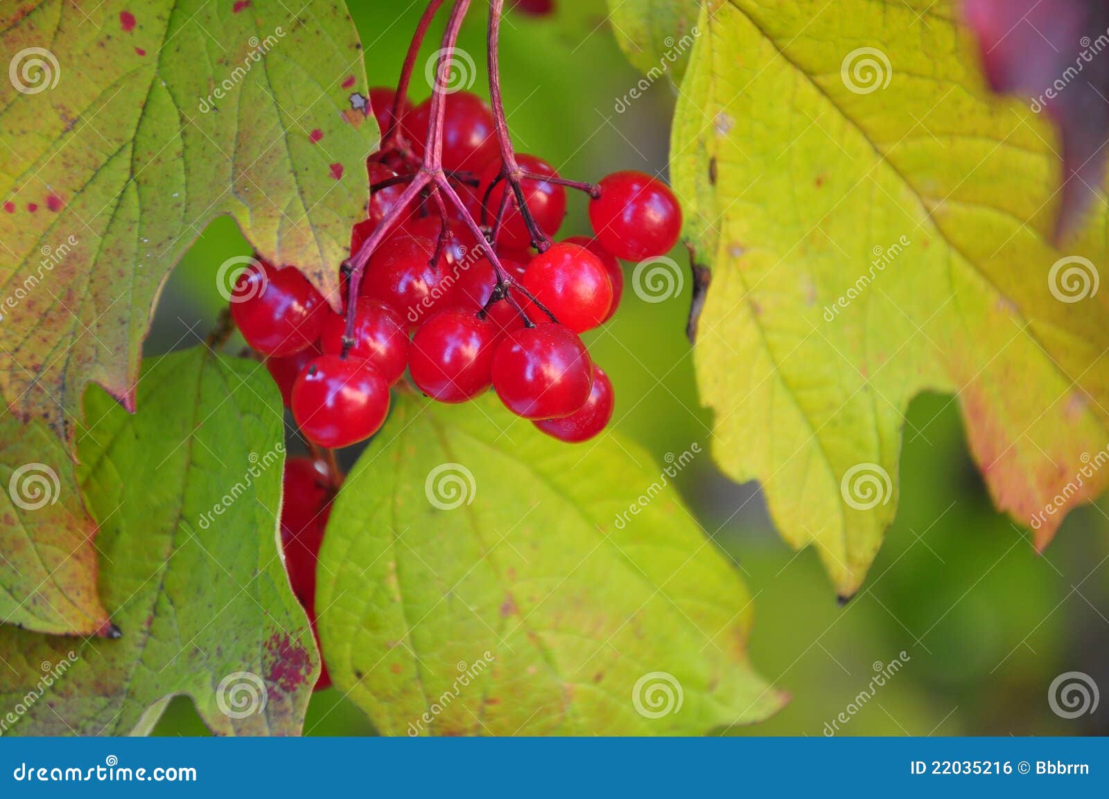 Red currant stock photo. Image of herbal, fresh, color - 22035216
