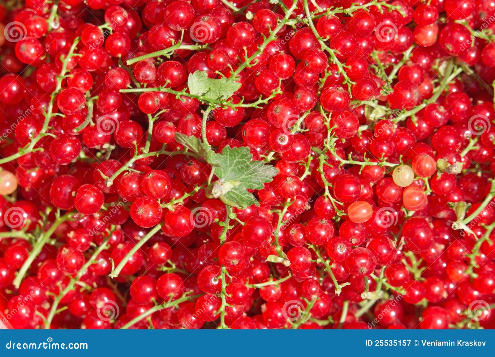 Red currant stock image. Image of branch, juicy, fresh - 25535157