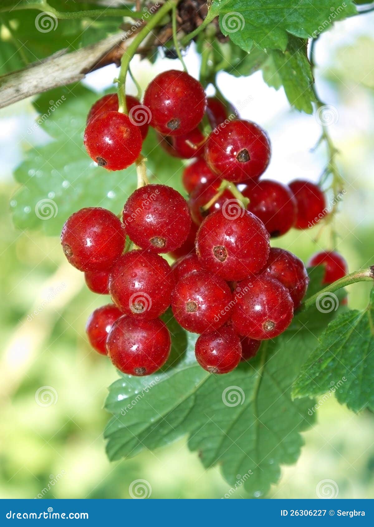 Red currant stock image. Image of nutritious, horizontal - 26306227