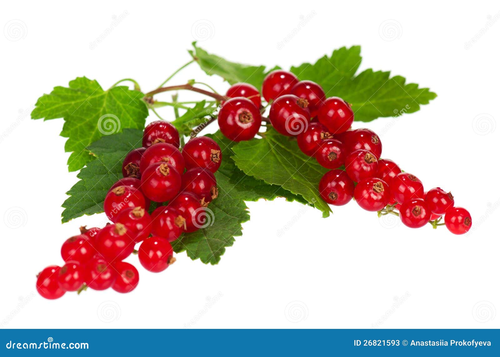 Red currant stock image. Image of background, appetizing - 26821593