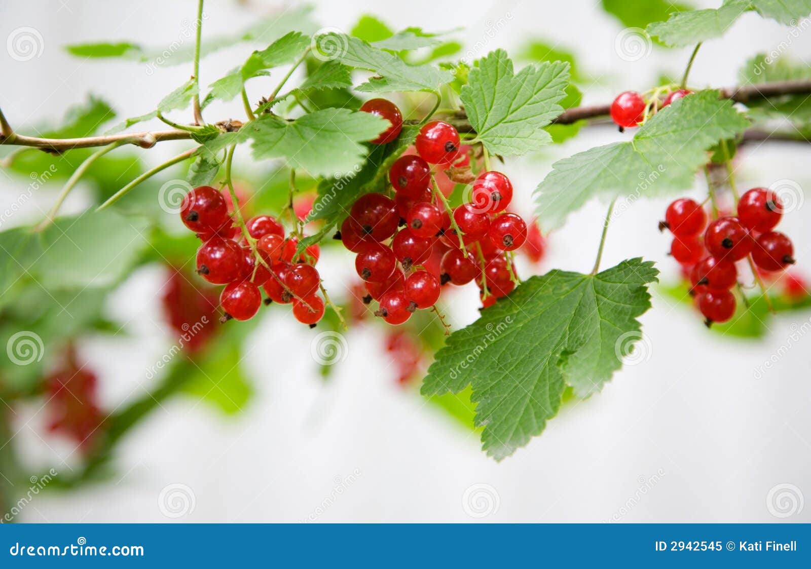 Red Currant stock image. Image of ingredient, macro, fruit - 2942545