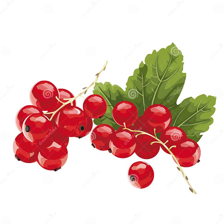 Red currant stock vector. Illustration of juicy, icon - 4682607