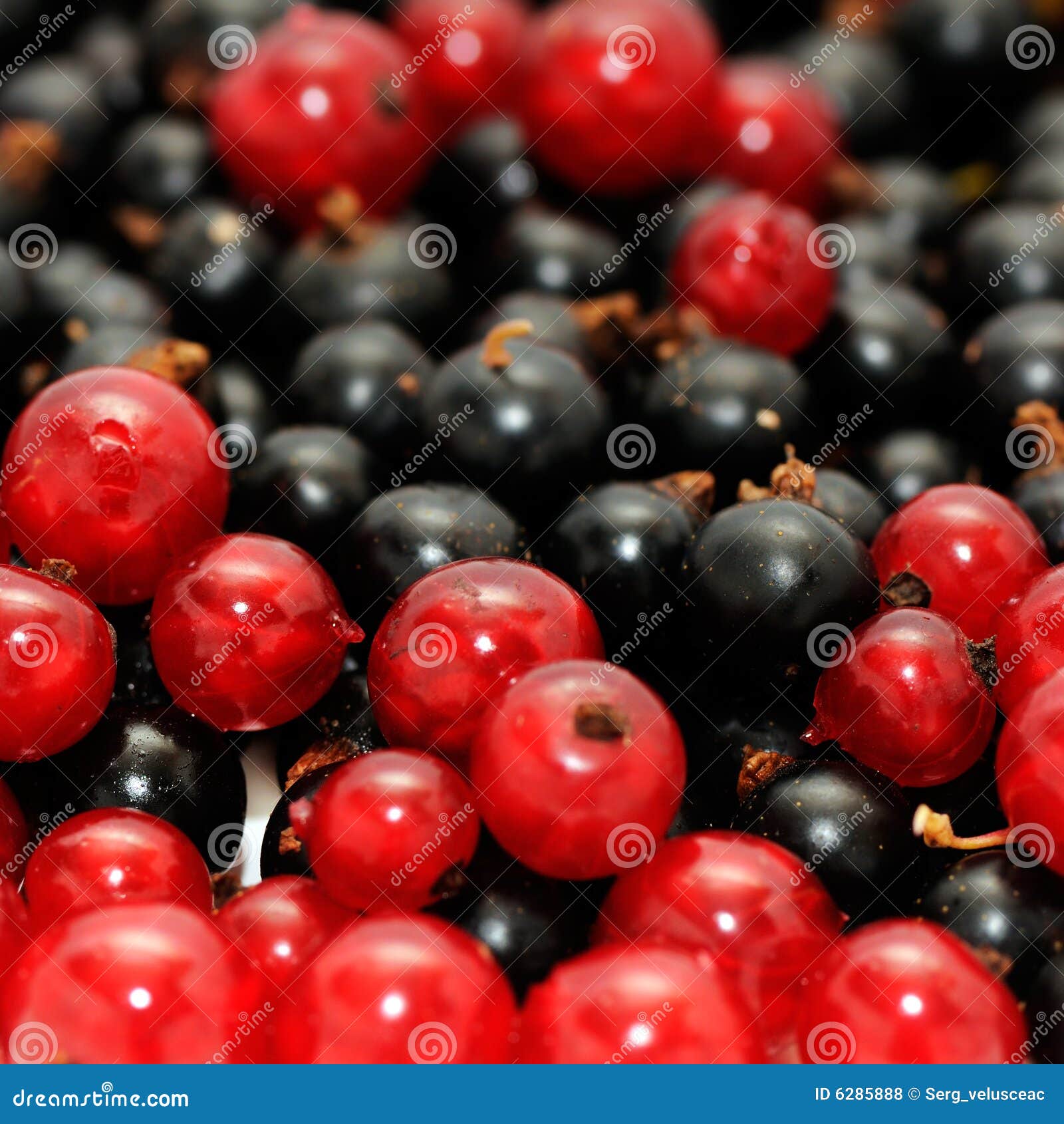 Red currant stock photo. Image of close, foliage, blackcurrant - 6285888