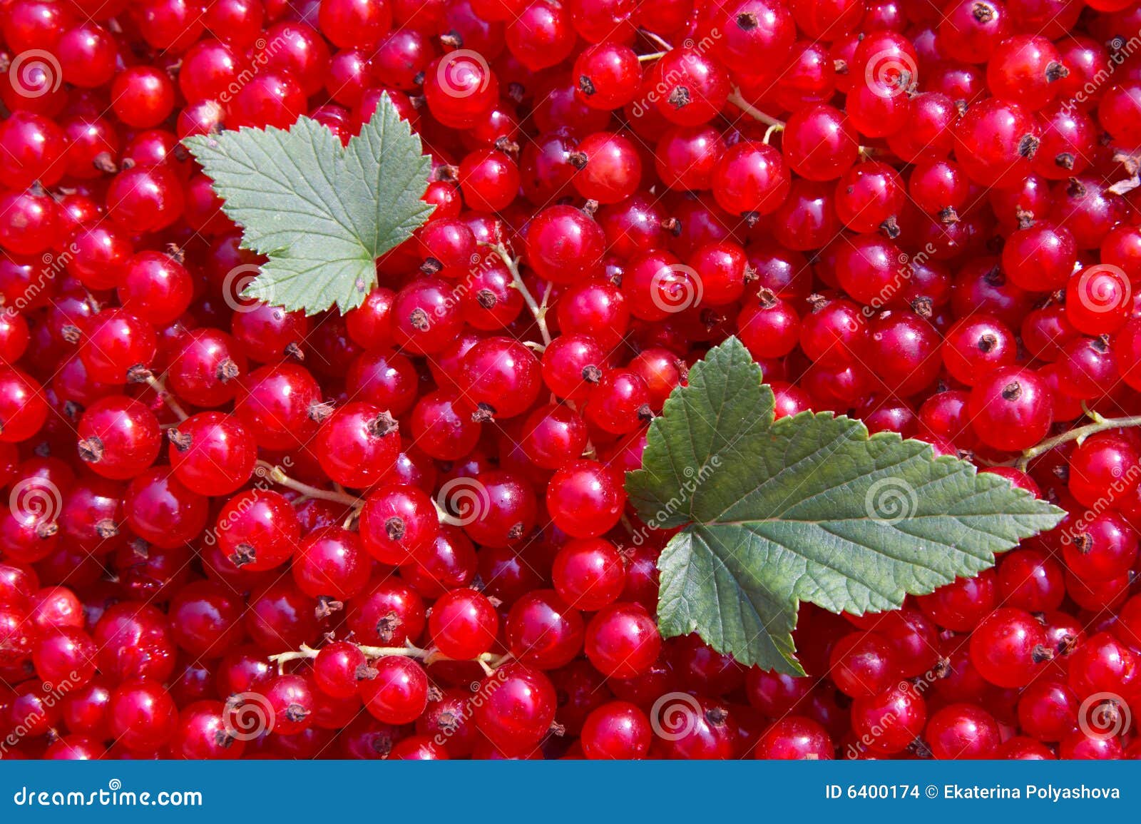 Red currant stock photo. Image of bushes, agriculture - 6400174