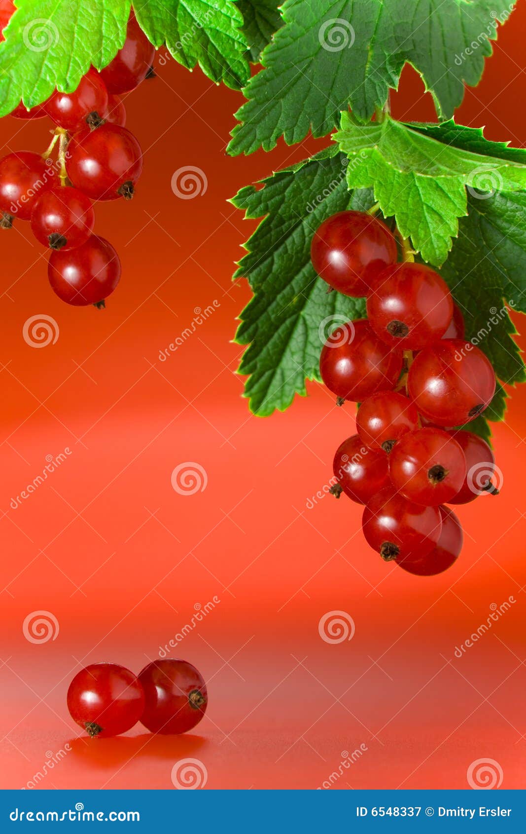 Red currant stock image. Image of nutrition, luscious - 6548337