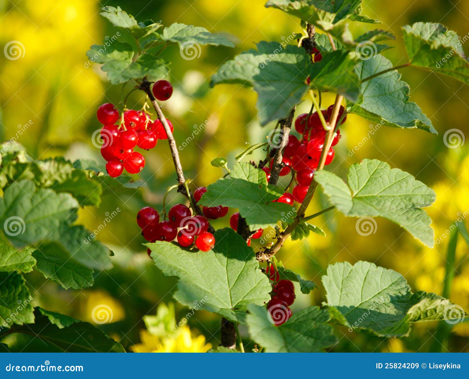Red currant berries stock image. Image of stem, redcurrant - 25824209