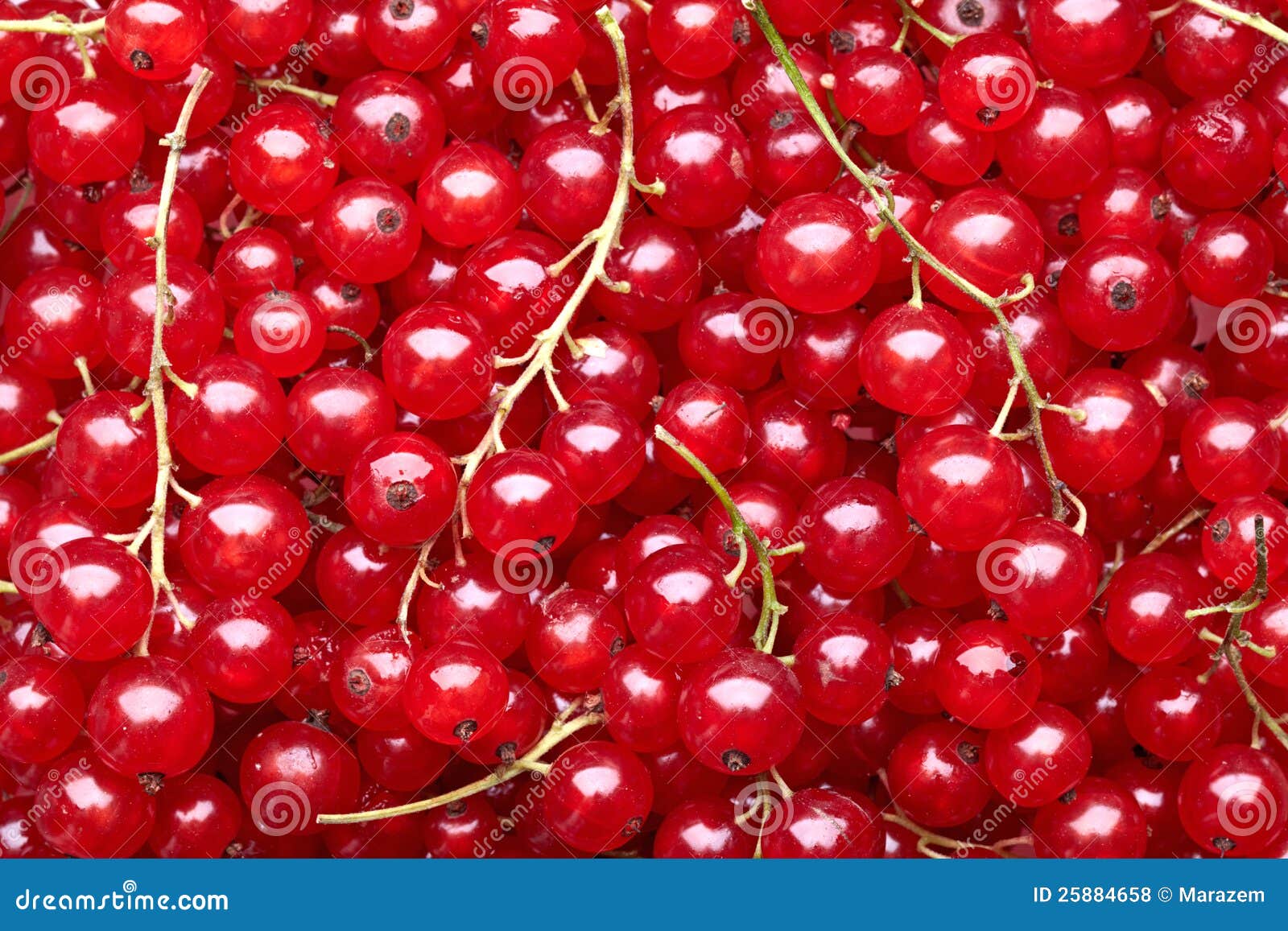 Red currant berries stock photo. Image of color, diet - 25884658