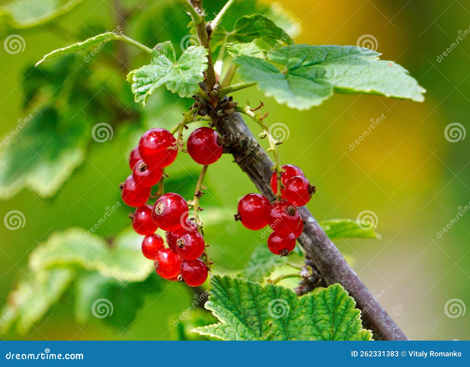 Red currant berries stock image. Image of closeup, nature - 262331383