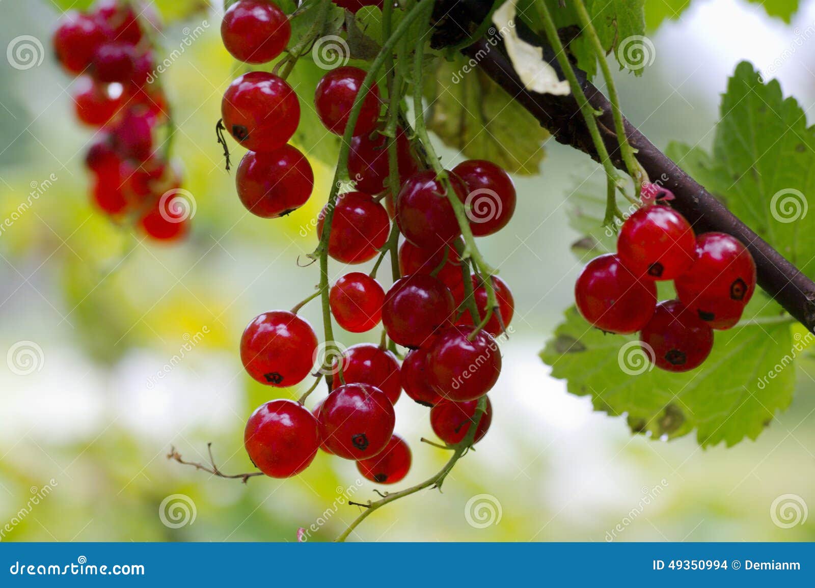 Red Currant Berries on a Branch Stock Photo - Image of acid, cluster ...
