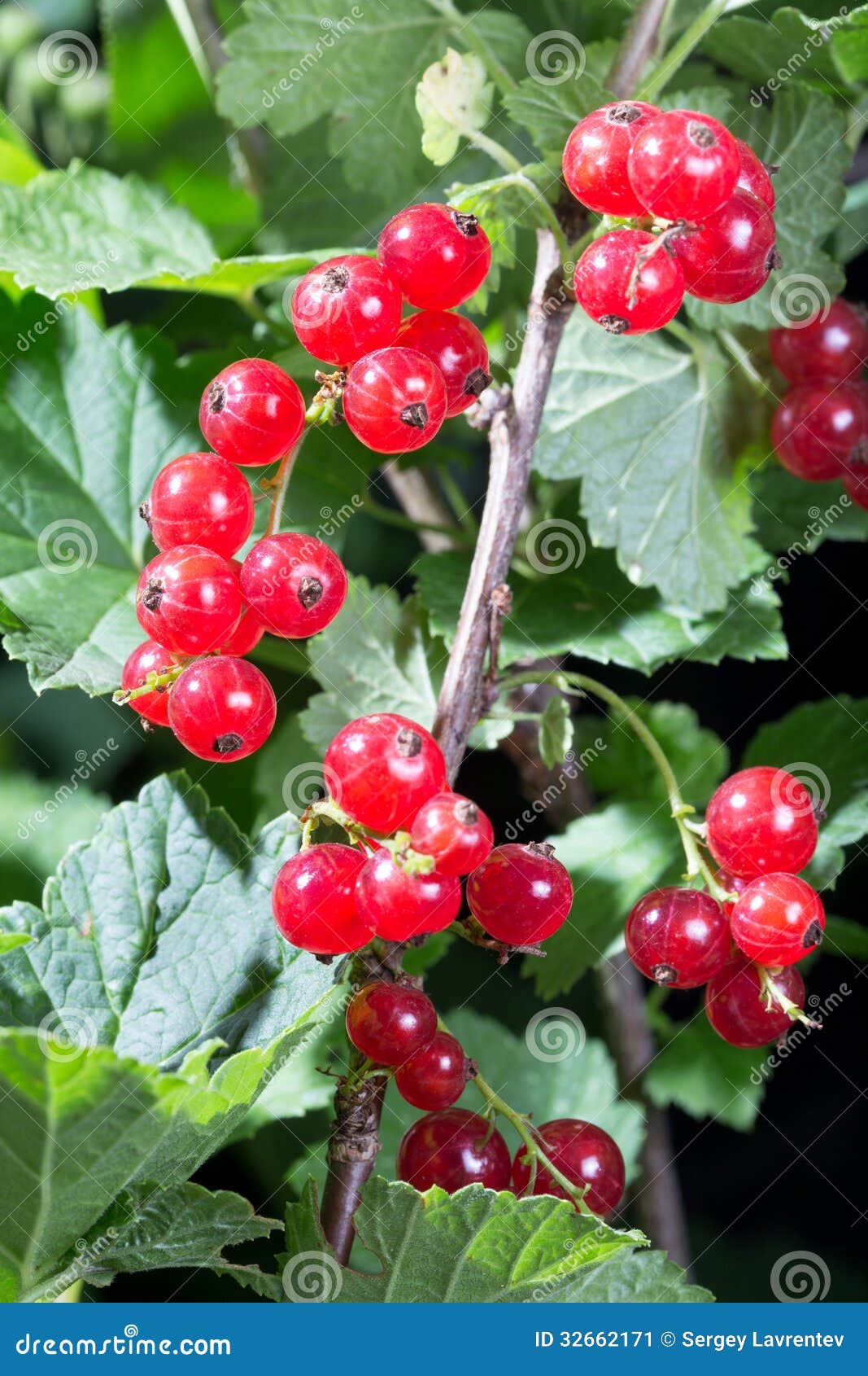 Red currant berries stock image. Image of braird, berries - 32662171