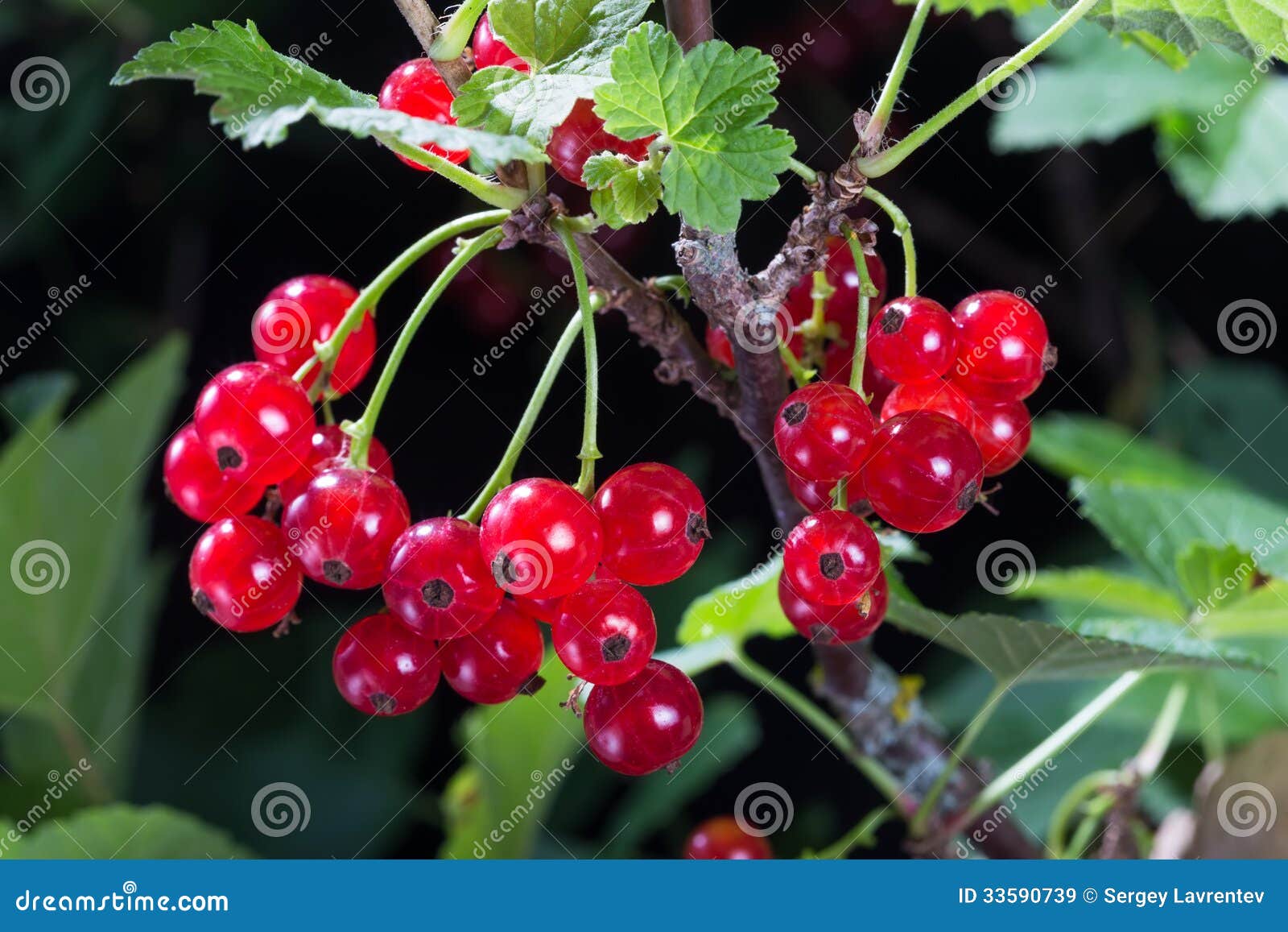 Red currant berries stock image. Image of freshness, nature - 33590739