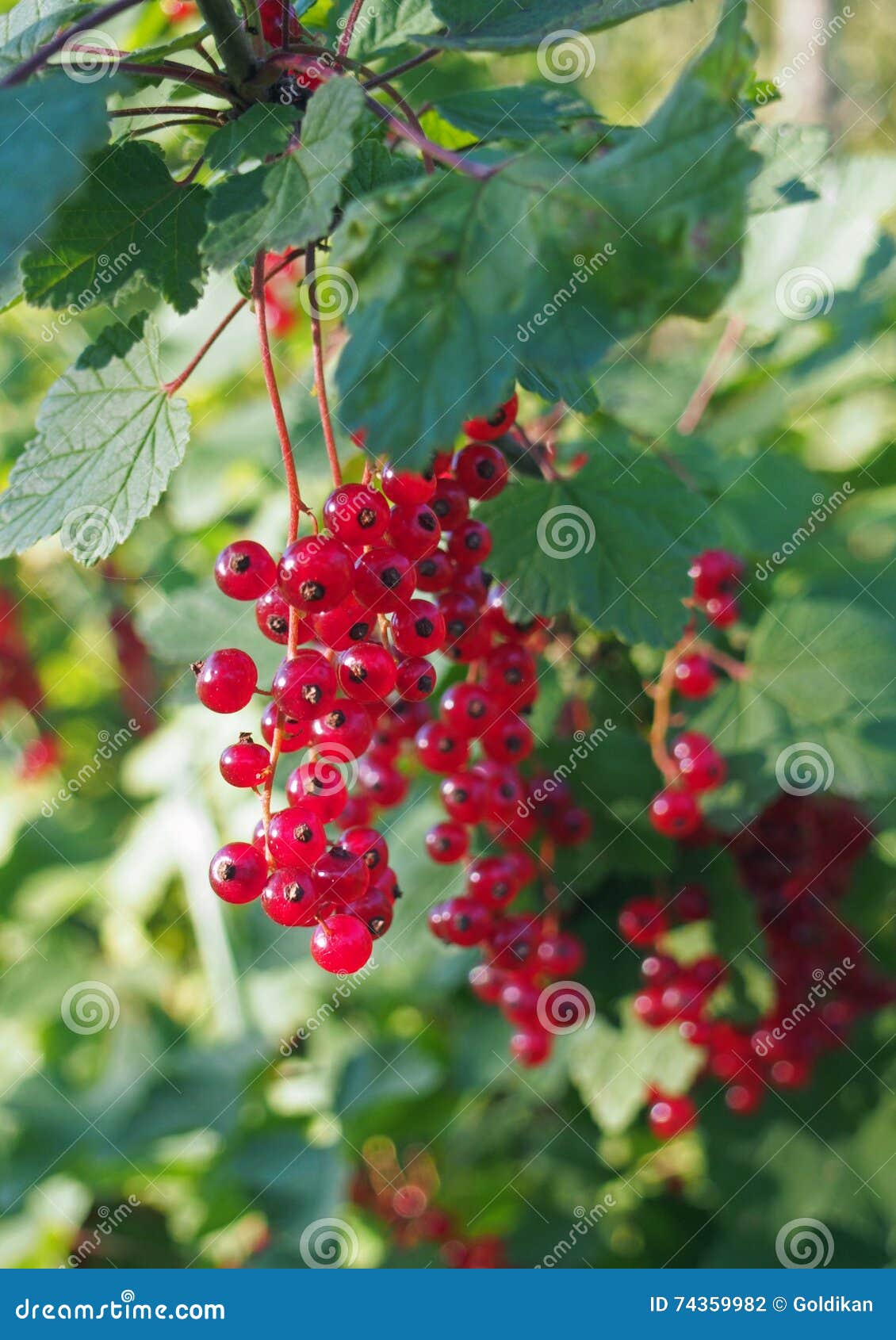 Red Currant Berries on a Branch Stock Photo - Image of fresh, nutrition ...