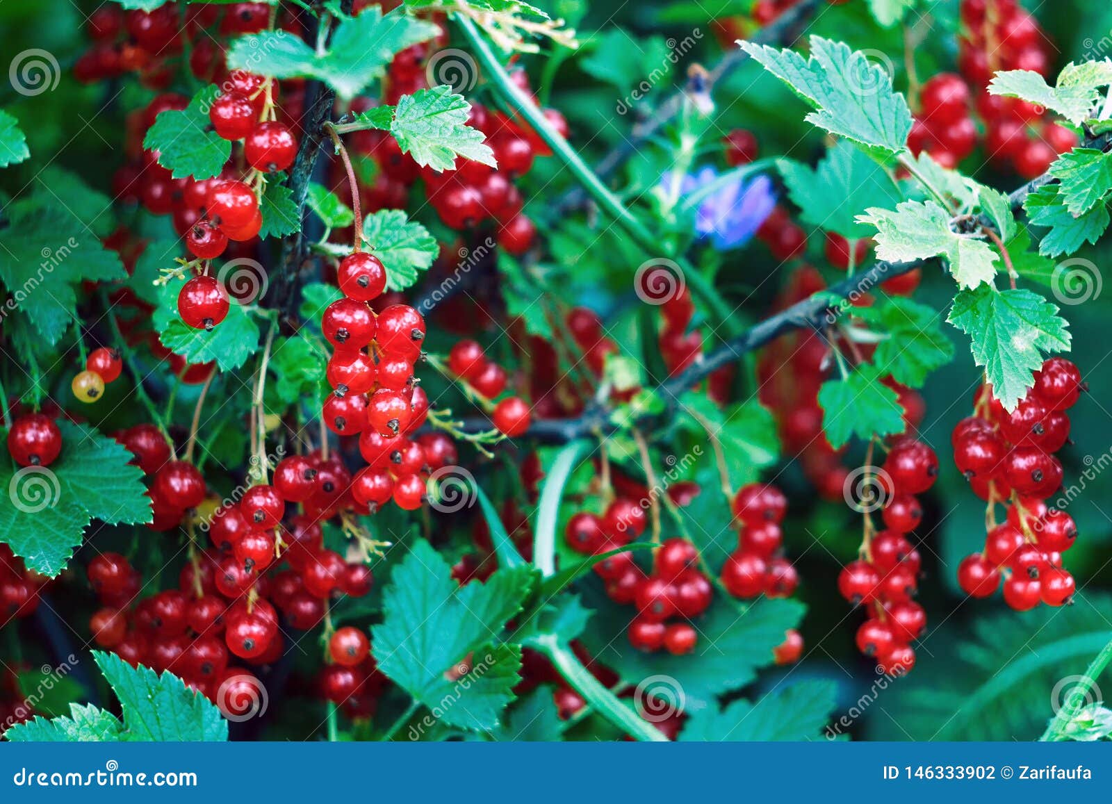 Red Currant Berries on Branches with Green Leaves in Garden Stock Photo ...