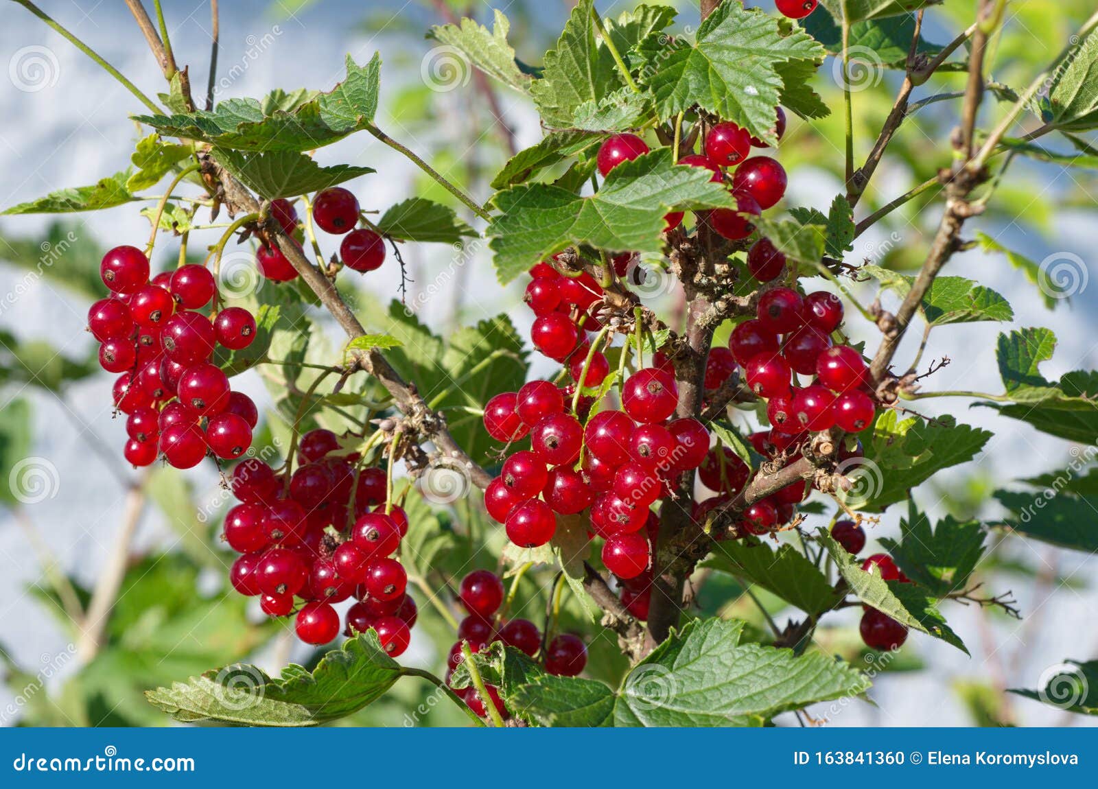 Red Currant Berries on the Branches Stock Photo - Image of leaf ...