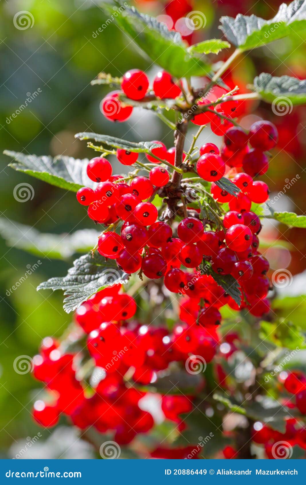 Red Currant Berries on a Bush Stock Image - Image of fresh, currants ...
